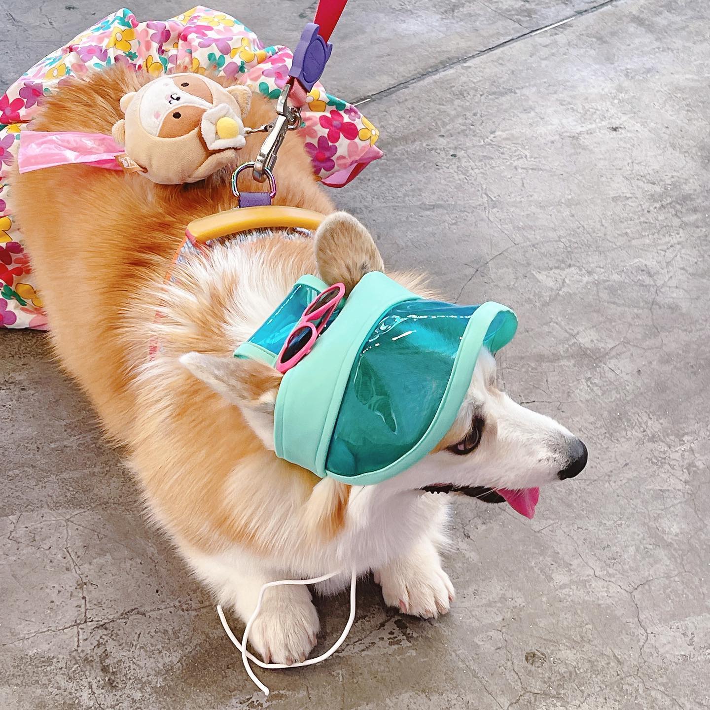 purrpet Songkran cap for pet หมวกแกปสีใส ต้อนรับวันสงกรานต์ (สีฟ้า)